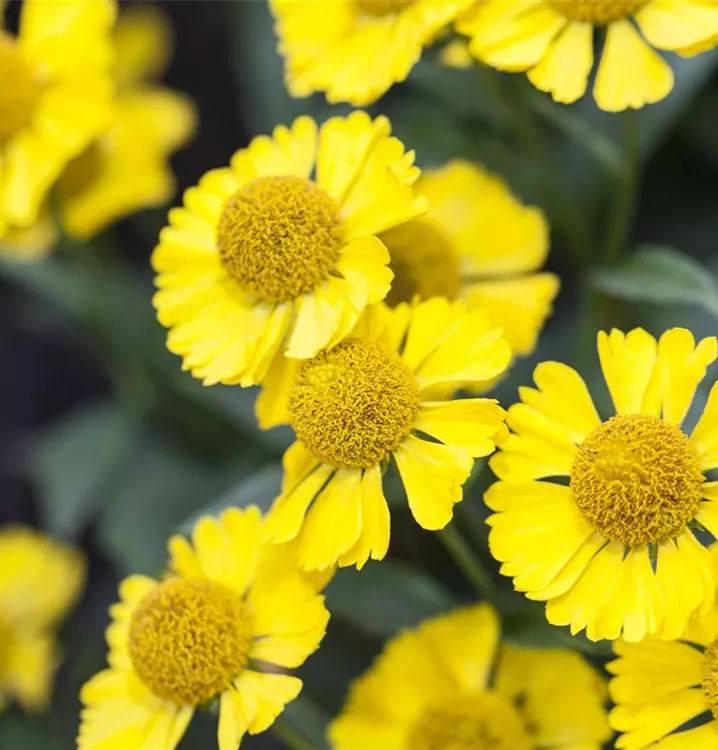 Helenium 'Sombrero', Sonnenbraut