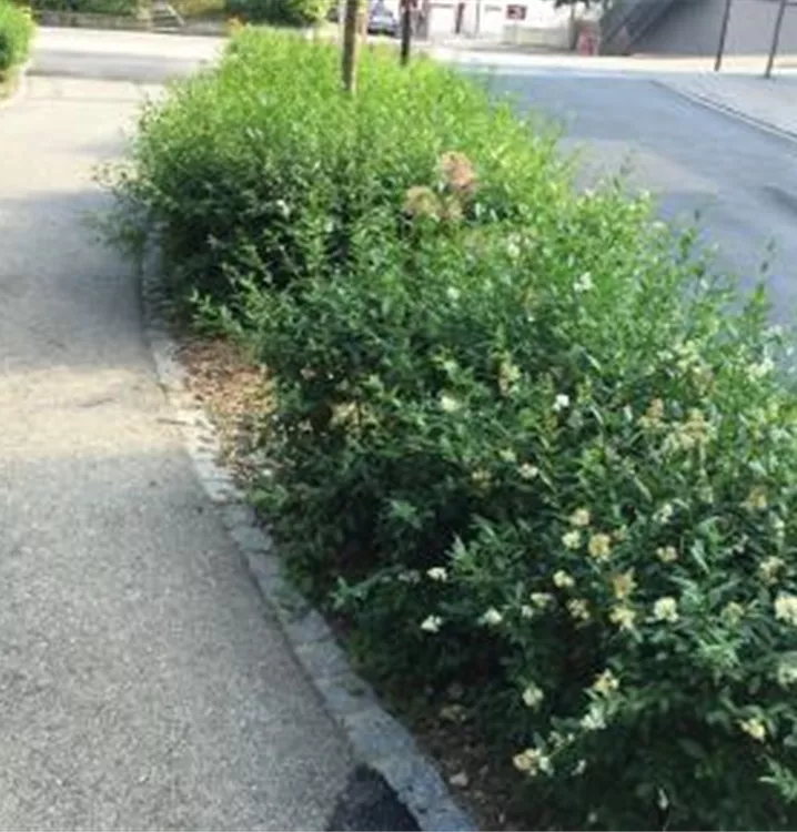 Ligustrum vulgare 'Lodense', Gemeiner Liguster