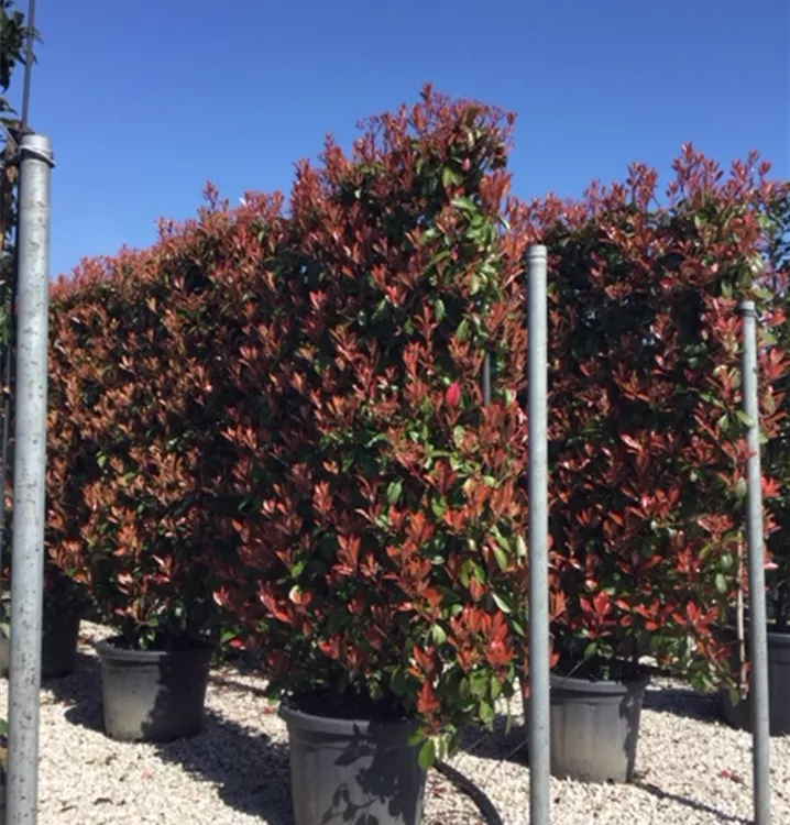 Photinia fraseri 'Red Robin', Spalier, Glanzmispel 'Red Robin' Spalier