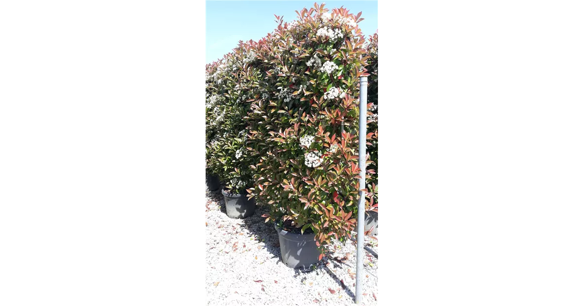 Photinia fraseri 'Red Robin', Spalier, Glanzmispel 'Red Robin' Spalier