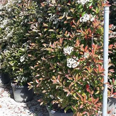 Photinia fraseri 'Red Robin', Spalier, Glanzmispel 'Red Robin' Spalier