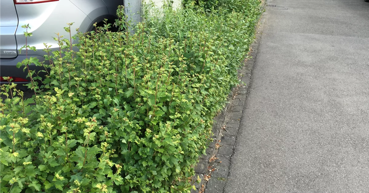 Ribes alpinum Solitär, Alpenjohannisbeere