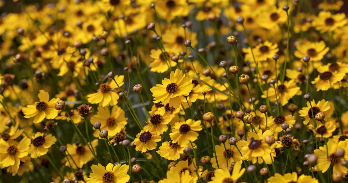 Coreopsis 'Solar Dance', Mädchenauge