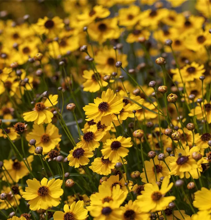 Coreopsis 'Solar Dance', Mädchenauge