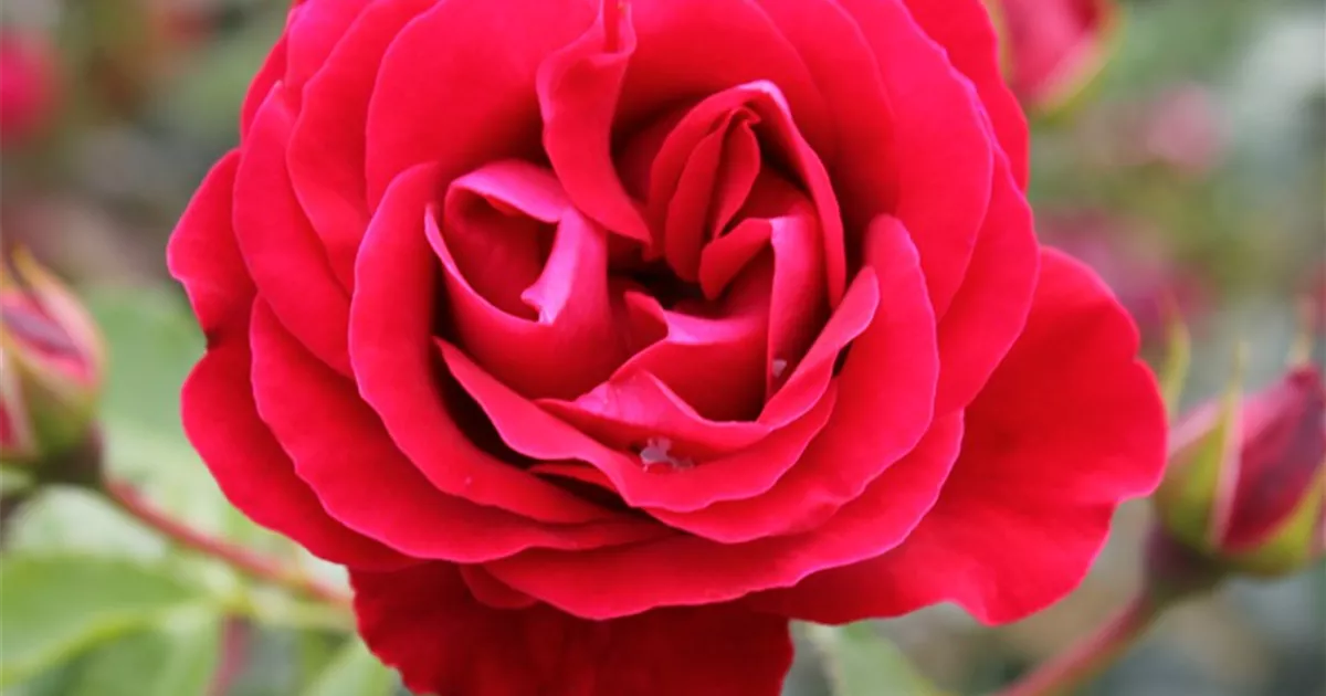 Rosa (Strauchrose) 'Tornella', Strauchrose 'Tornella'®