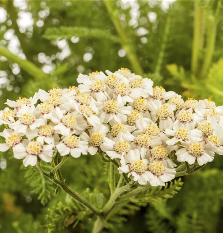 Achillea millefolium, Gemeine Schafgarbe
