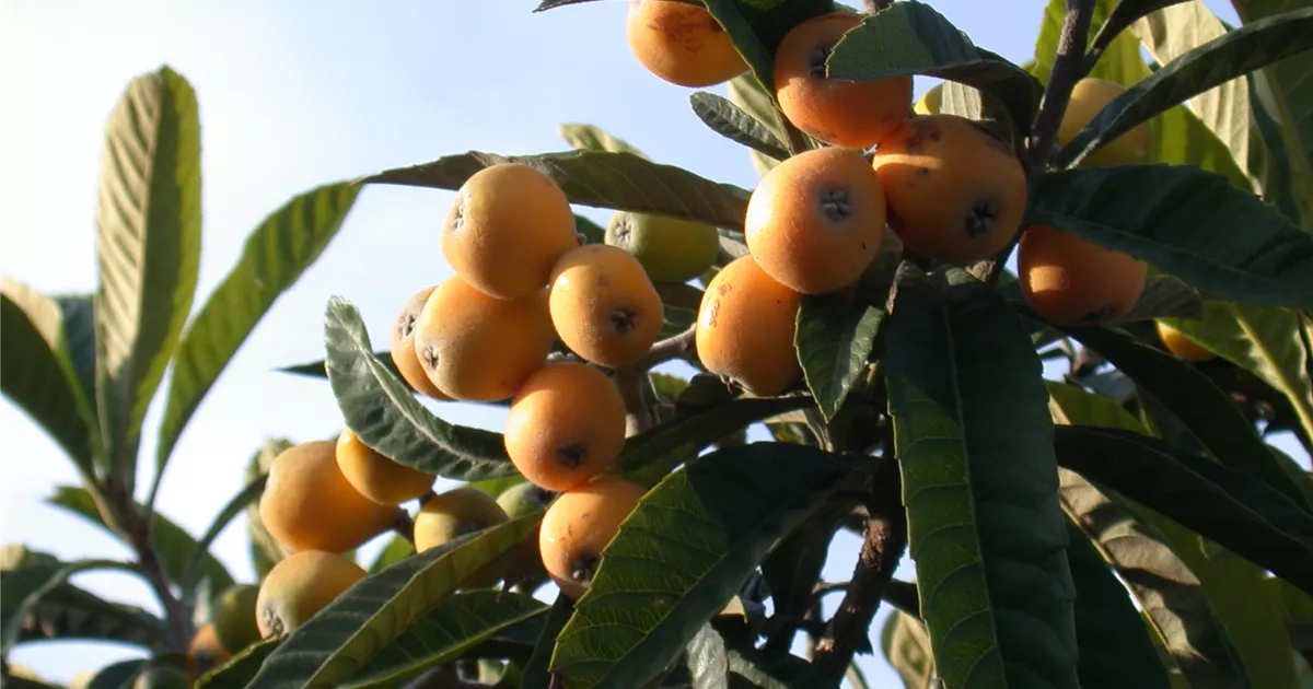 Eriobotrya japonica, Japanische Mispel