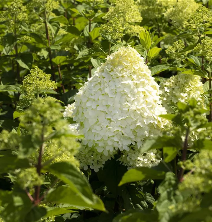 Wunderbar Hydrangea Paniculata Grandiflora Ebenbild