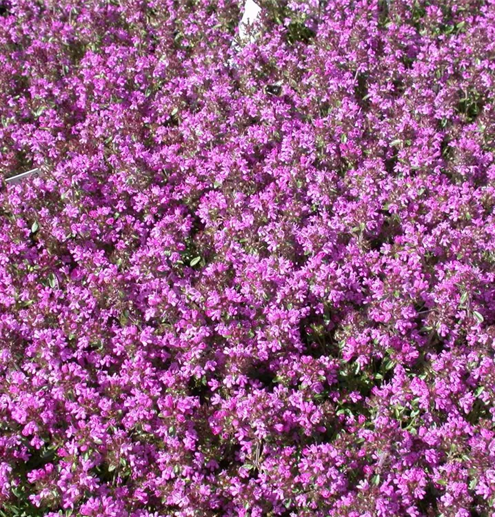 Thymus serpyllum, Feldthymian