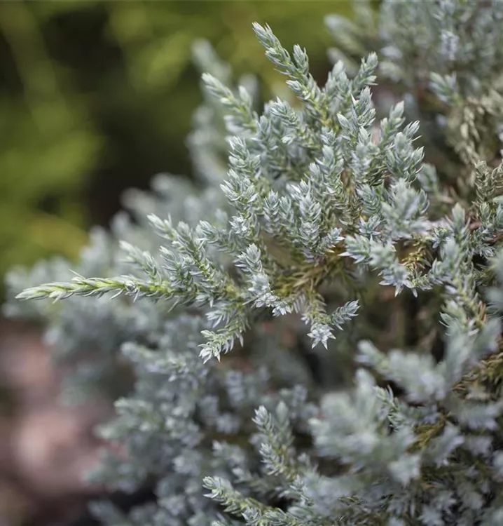 Juniperus virginiana 'Glauca', Virginischer Wacholder
