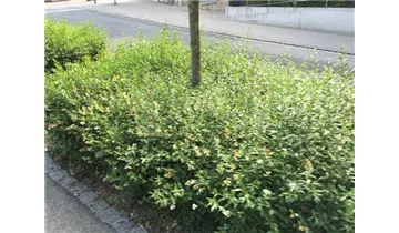 Ligustrum vulgare 'Lodense', Gemeiner Liguster