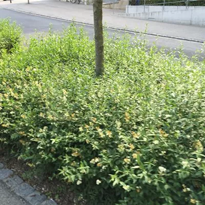 Ligustrum vulgare 'Lodense', Gemeiner Liguster