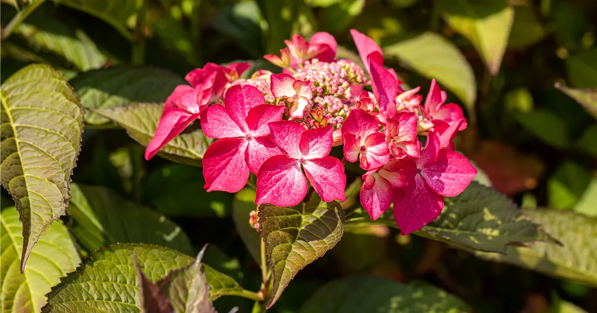 Hydrangea macrophylla 'Teller Red', Hortensie