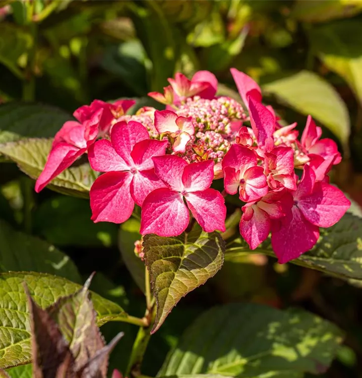Hydrangea macrophylla 'Teller Red', Hortensie