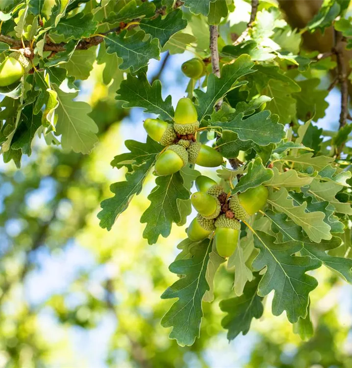 Quercus petraea, Traubeneiche