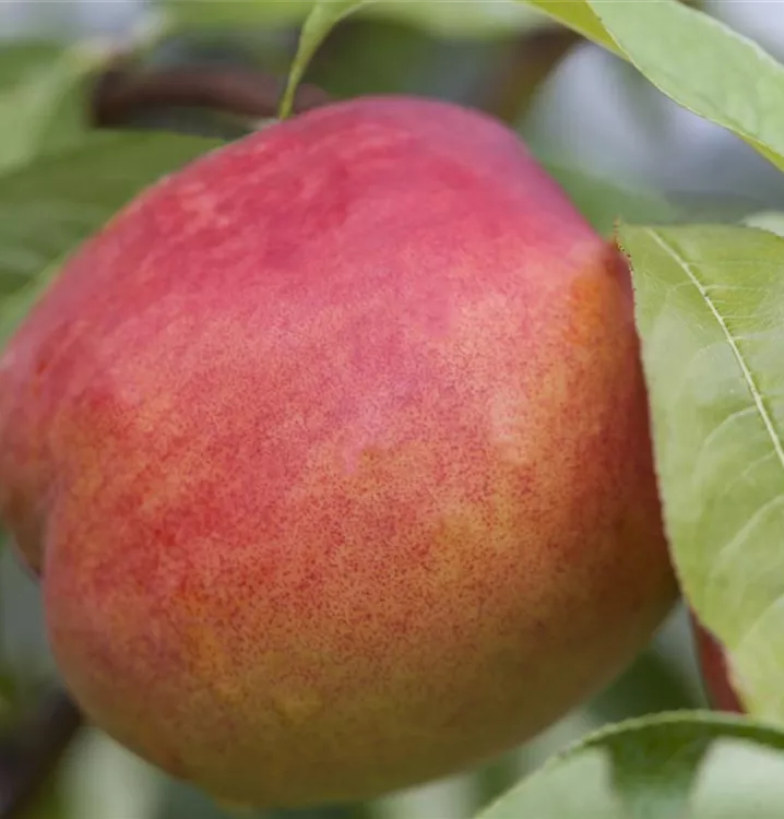 Prunus (Nektarine) 'Nectared 4', Nektarine