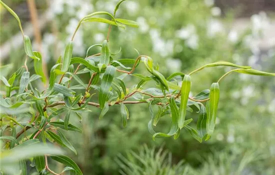 Salix aurita - Collection, Ohrweide - Bauer Baumschulen AG