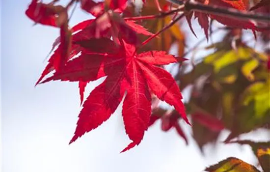 Acer palmatum 'Shaina' - Collection, Fächerahorn 'Shaina' - Bauer ...