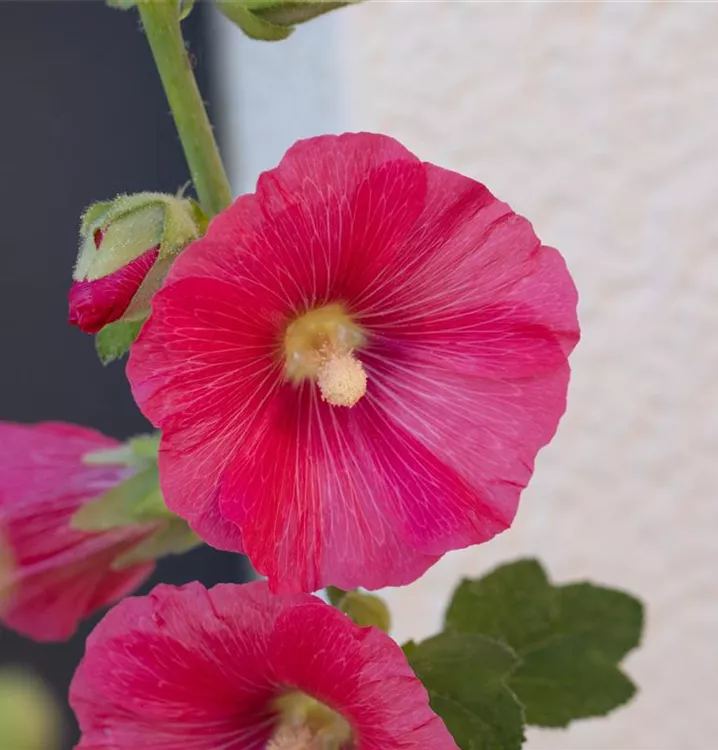 Alcea rosea rot, Stockmalve