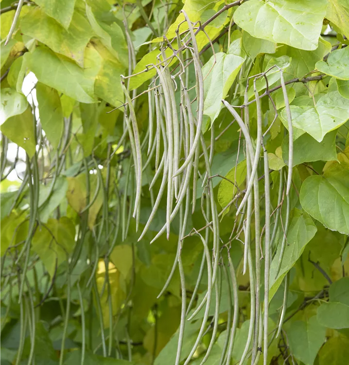 Catalpa bignonioides, Trompetenbaum
