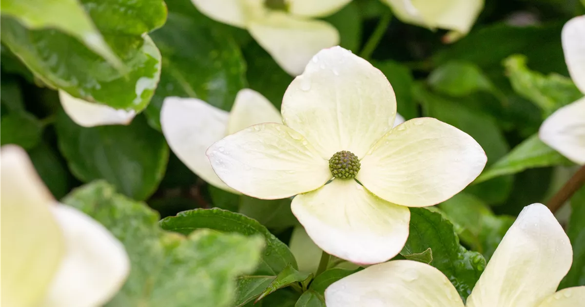 Cornus 'Venus', Kousa-Hartriegel