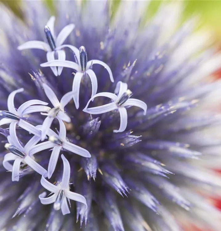 Echinops ritro, Kugeldistel