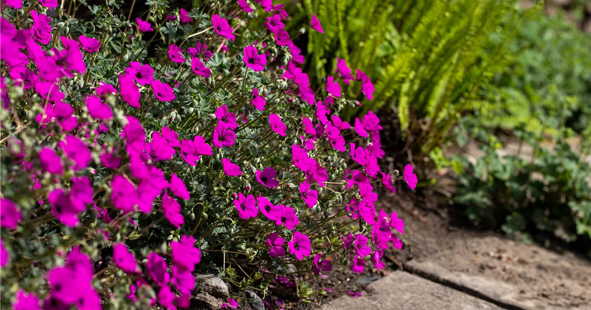 Geranium cinereum 'Giuseppii', Storchschnabel