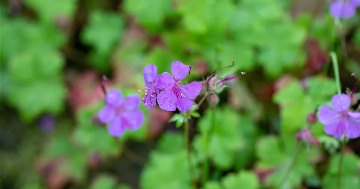 Geranium macrorrhizum 'Velebit', Storchschnabel