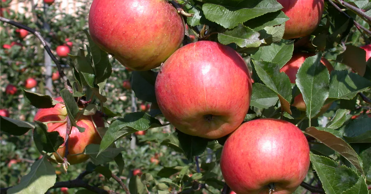 Malus (Apfel) 'Topaz', Apfel 'Red Topaz'