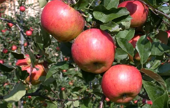 Malus 'Red Topaz' -S- zert. - Collection, Apfel 'Red Topaz' -S- - Bauer ...