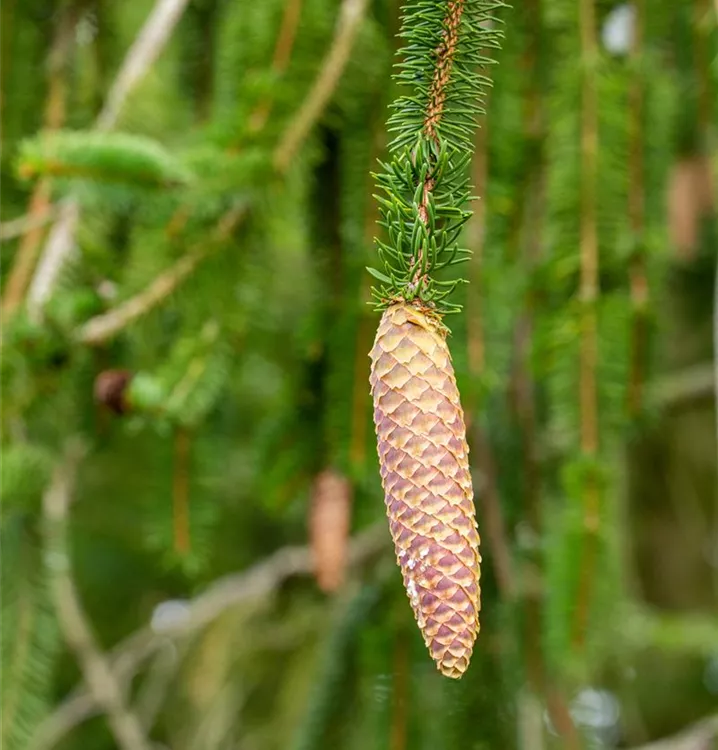 Picea abies, Rottanne, Gemeine Fichte