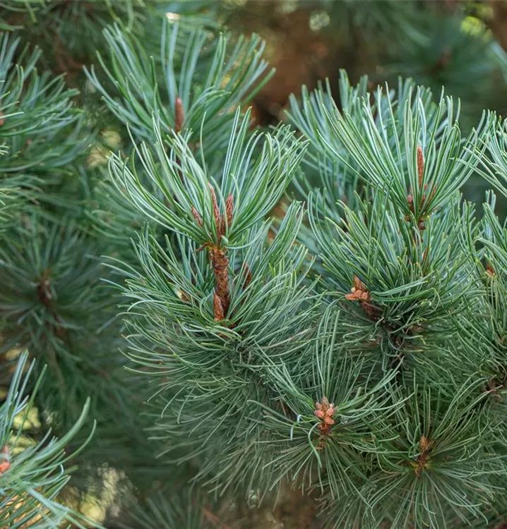 Pinus pumila 'Glauca', Zwergkiefer
