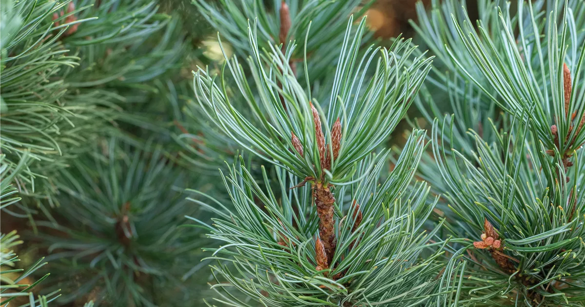 Pinus pumila 'Glauca', Zwergkiefer
