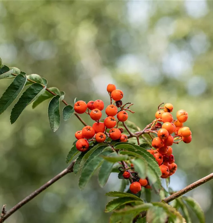 Sorbus aucuparia, Eberesche, Vogelbeere