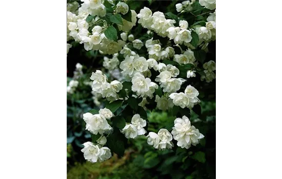 Philadelphus coronarius - Collection, Duftend.Bauernjasmin - Bauer ...