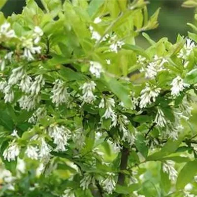 Ligustrum obtusifolium var. regelianum, Liguster