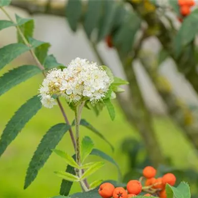 Sorbus aucuparia, Eberesche, Vogelbeere