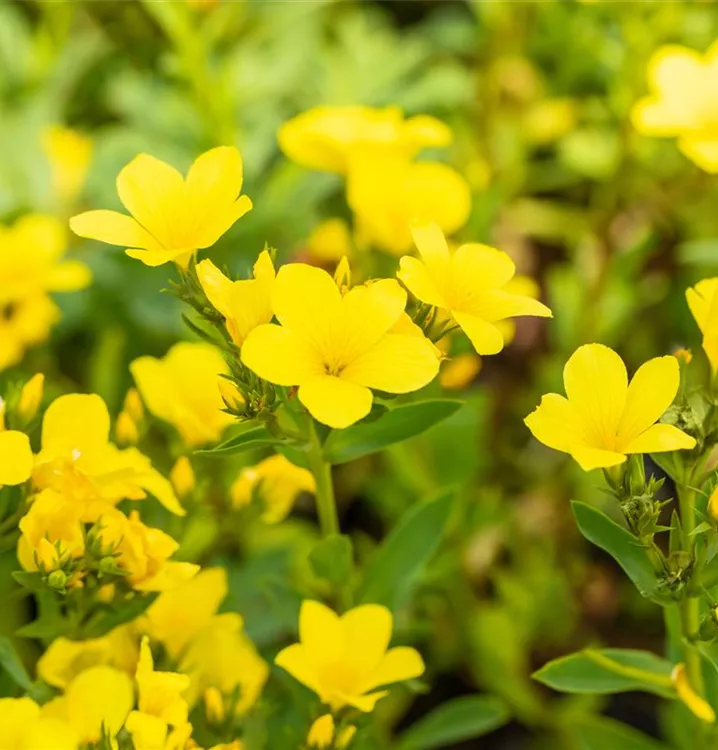 Linum flavum 'Compactum', Gelber Lein
