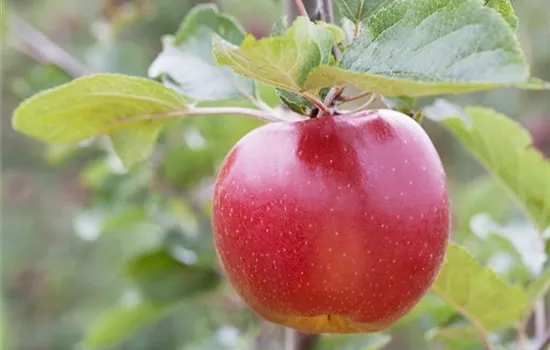 Juglans regia, Walnuss - Bauer Baumschulen AG