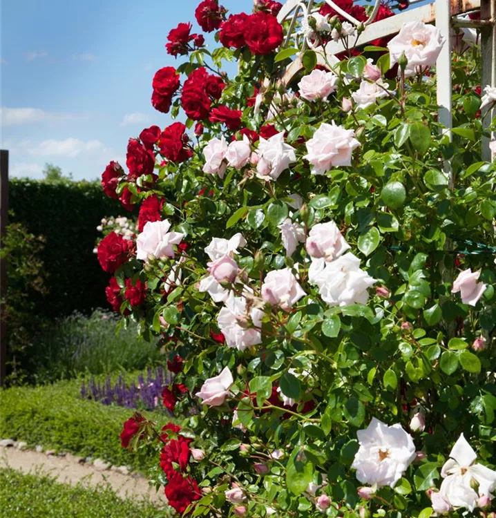 Rosa (Kletterrose) 'Super Excelsa', Kletterrose