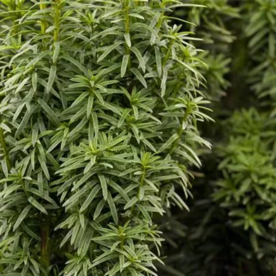 Taxus baccata 'David', Eibe