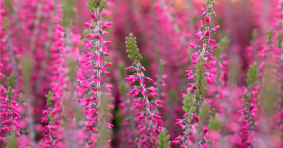 Calluna vulgaris rosa, Besenheide