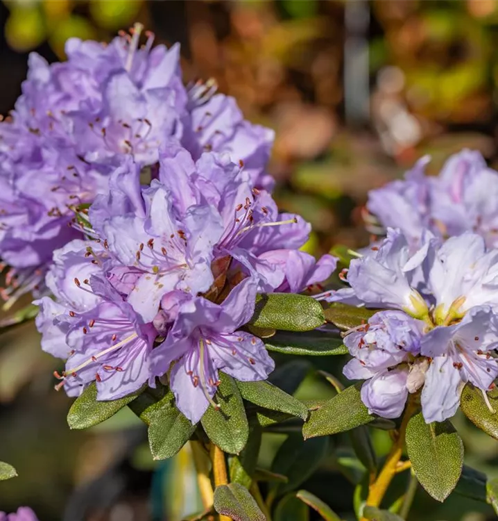 Rhododendron 'Ramapo', Kleinblättriger Rhododendron 'Ramapo'