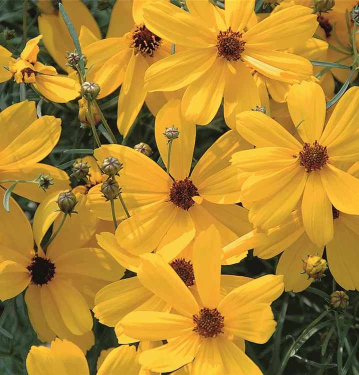 Coreopsis verticillata 'Imperial Sun', Mädchenauge