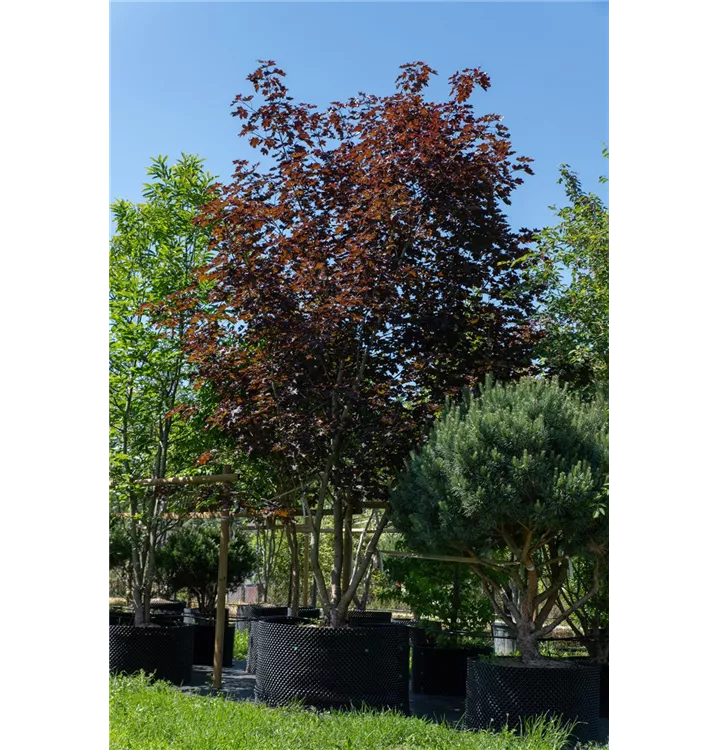 Acer platanoides 'Royal Red' - Collection, Oregon-Blutahorn 'Royal Red ...
