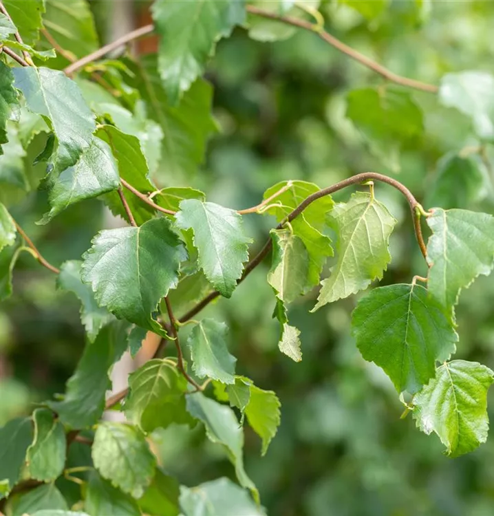 Betula pendula 'Fastigiata' - Collection, Säulenbirke