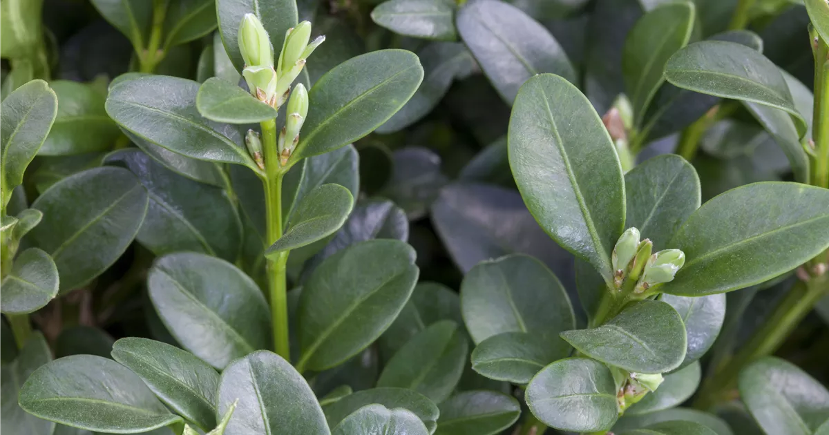 Buxus sempervirens 'Rotundifolia' - Collection, Buchsbaum 'Rotundifolia'