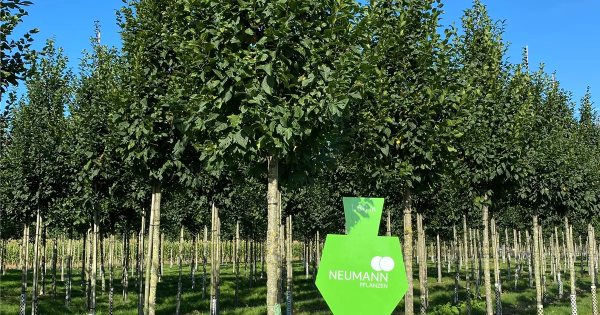 Carpinus betulus 'Lucas' - Collection, Hainbuche 'Lucas'