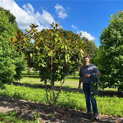 Magnolia grandiflora 'Goliath' - Collection, Baum-Magnolie 'Goliath'