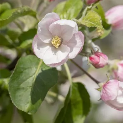 Malus 'Charlottae' - Collection, Zierapfel 'Charlottae'